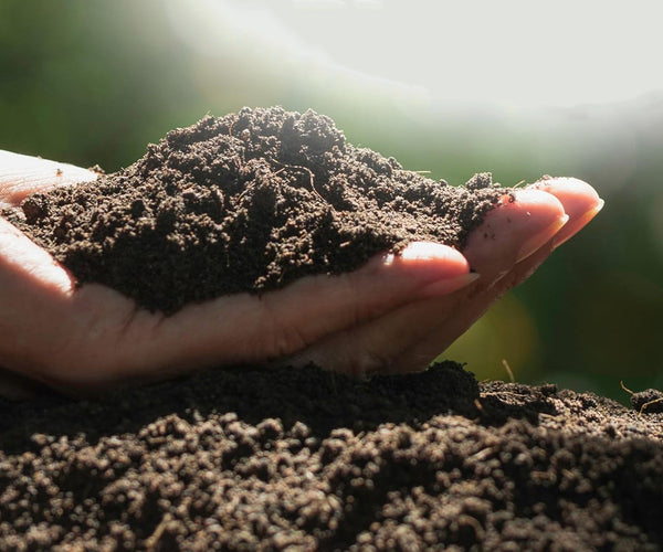 10 Reasons Why You Need Biochar – Biochar Station